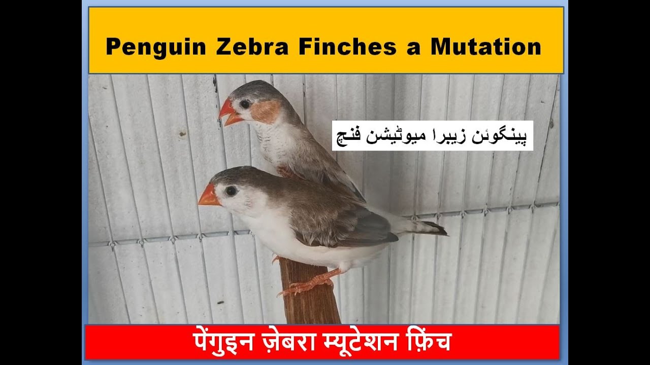 Penguin Zebra Finches Mutation Finch || finches || Wild life Birds ...