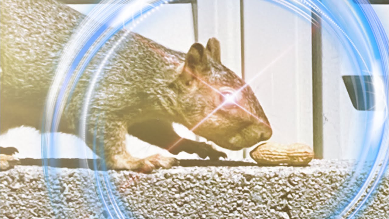 Squirrel vs peanut.exe - YouTube