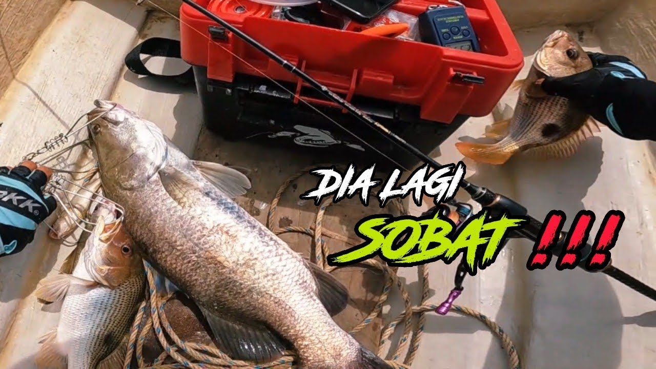 SIAKAP PUTIH TUMPAS LAGI !!! JENAHAK DAN SENANGIN SAIZ SEDAP MAKAN ...