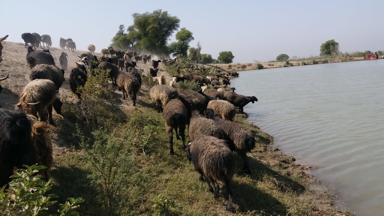 Beautiful Village animals farm new 05 March 2023 - YouTube