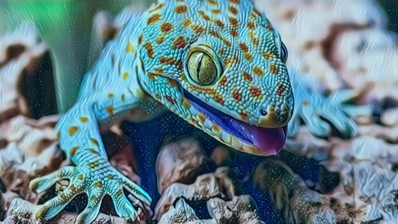 Suara Tokek | sounds of gecko, tokay, tuko, tokek seram - YouTube