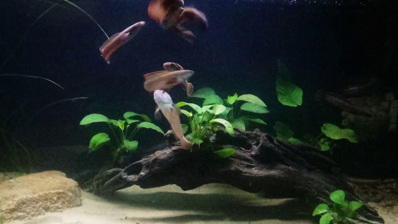Channa Sp Red fin - YouTube