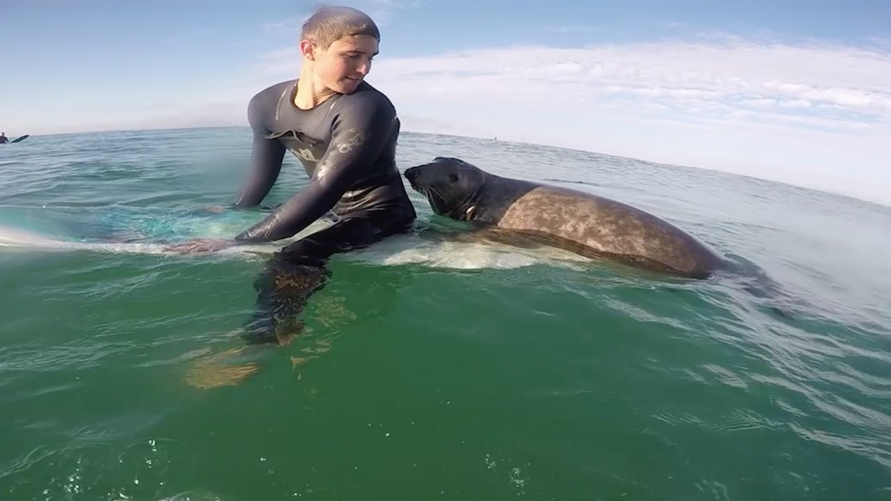 Seal Rides Waves On Surfers Board - YouTube