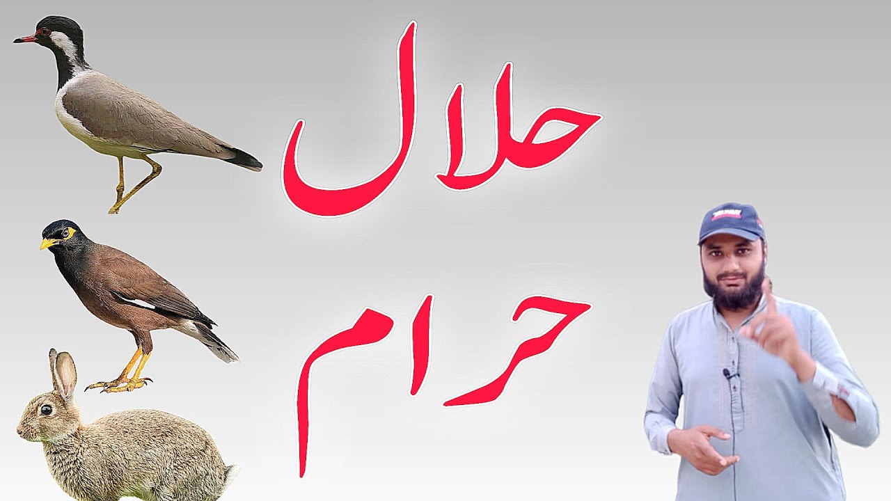 What are halal and haraam birds? - YouTube