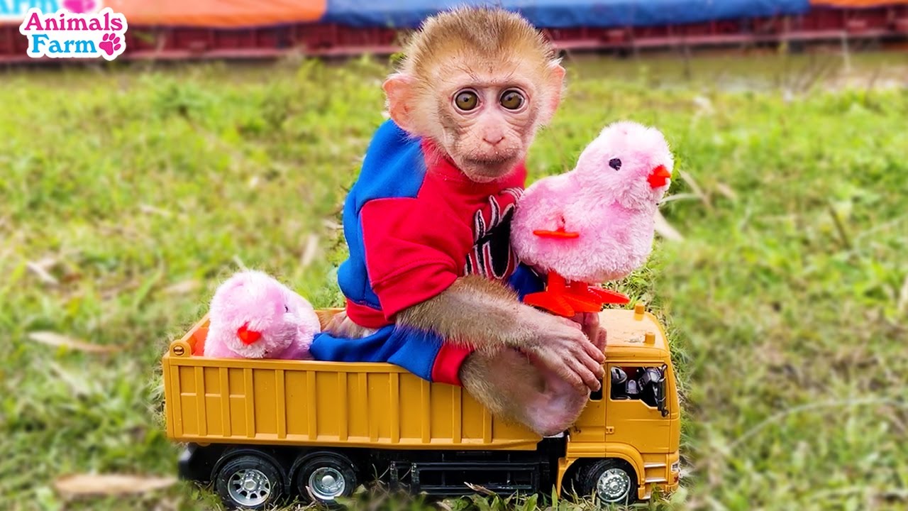 Super monkey Dola rescues chicken from crocodile trap - YouTube