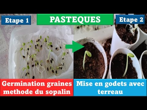 Pastèque Sugar baby : germination graine et pousse à l'étouffer.# ...