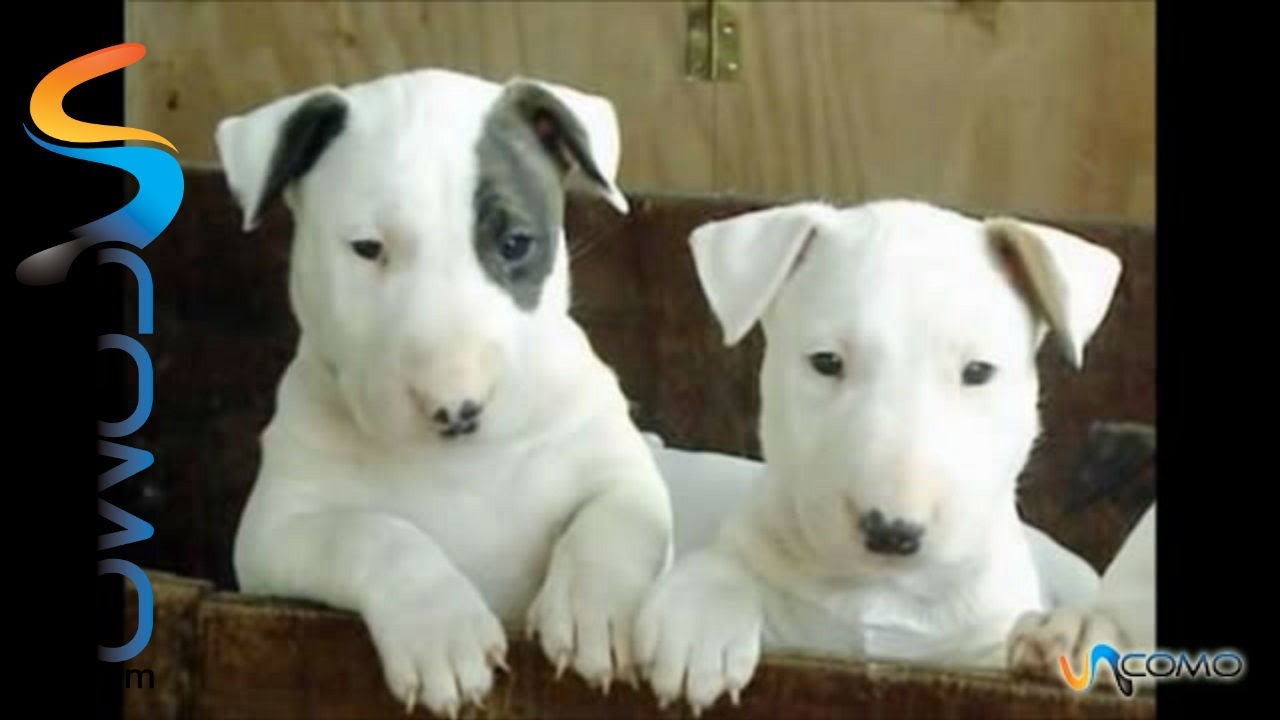 Cachorros De Bull Terrier Ingles Bull Terrier Mini | Zooplus Magazine
