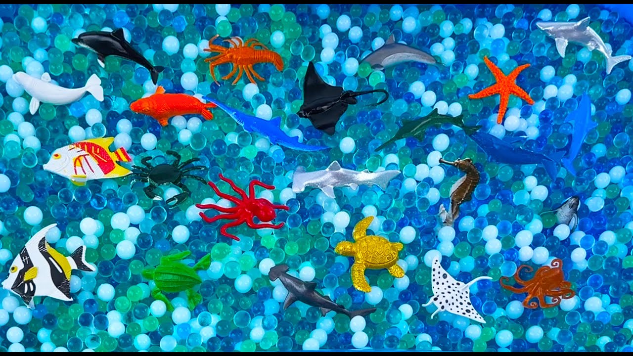 Orbeez Ocean Animals Satisfying Video ASMR Timelapse - YouTube