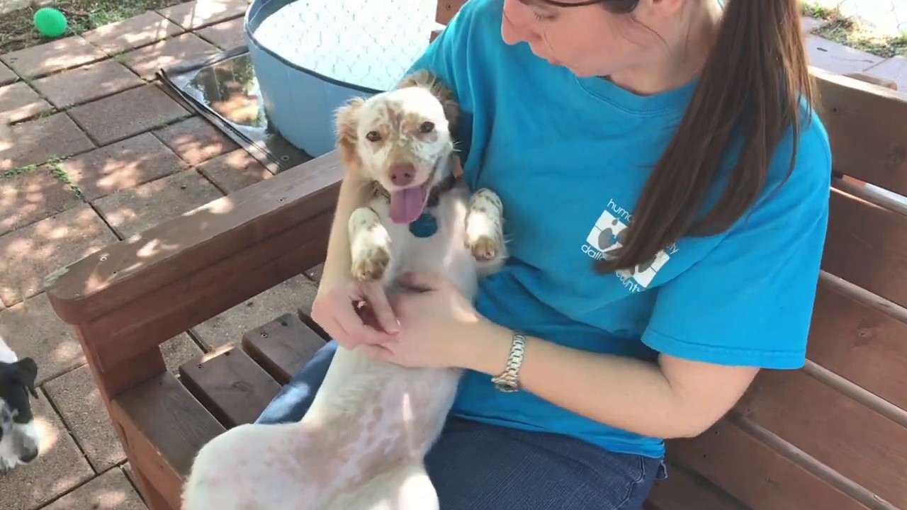 Freckles - Humane Society of Dallas County - YouTube