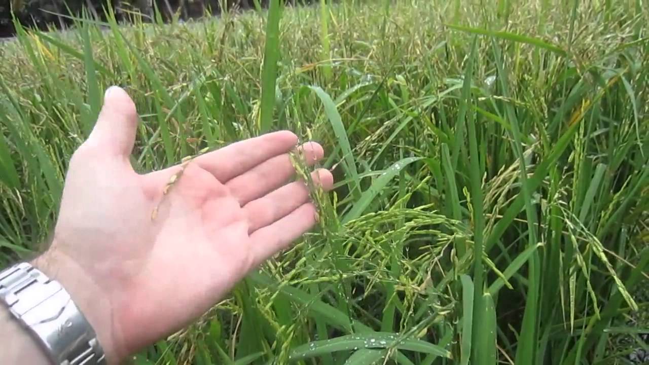 Laman Padi - Rice Museum - Langkawi - YouTube