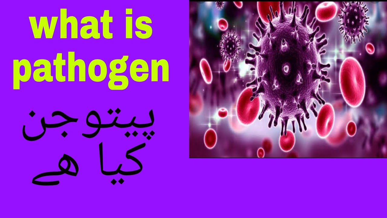 what is pathogen پیتوجن کیا ھے in easy words by amjad ali || science ...