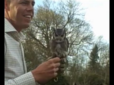 Falconry With Owls - YouTube