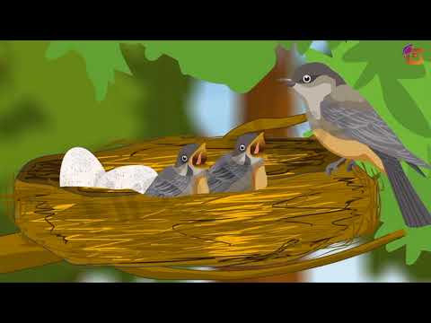 NCERT Class 6 | English | A Tale of Two Birds - YouTube