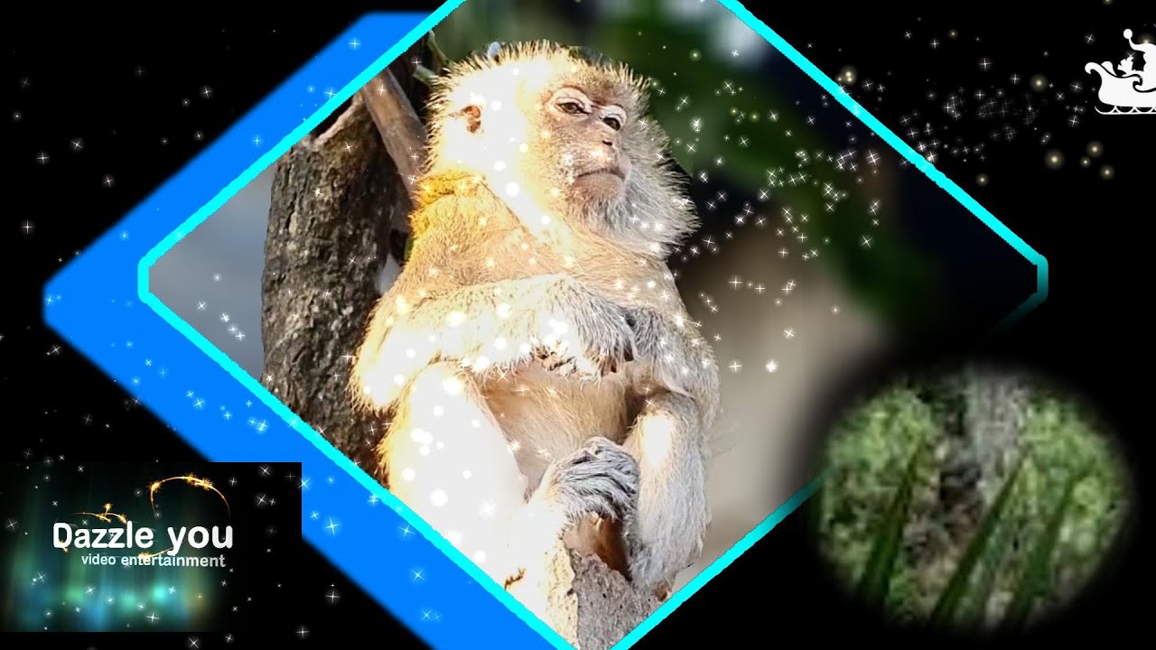 Cryptids of the Ancient Florida Rivers Sighting - YouTube