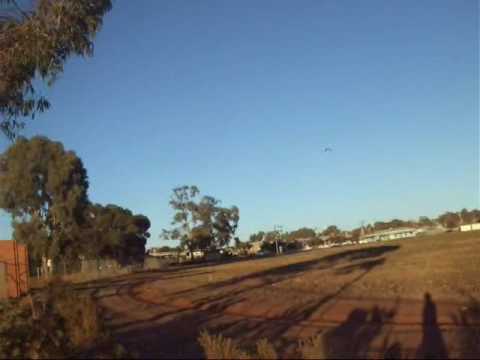 Getting Swooped by Plovers. - YouTube