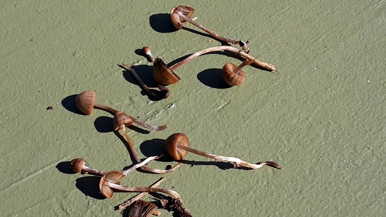 Otters& Elemental energetics - YouTube