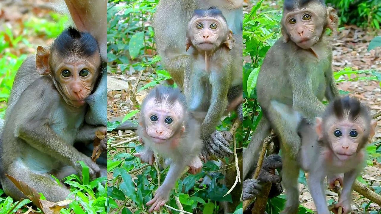 Best video of Jinx & Gigi mum pays attention nursing he baby delicious ...