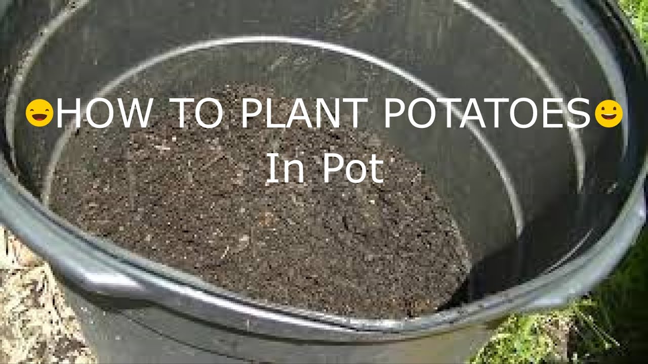 Tutorial on how to plant potatoes 🥔 in a pot container . - YouTube