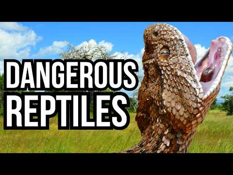 Ranking Each Of The 7 Continents Based On How Dangerous Their Reptiles Are