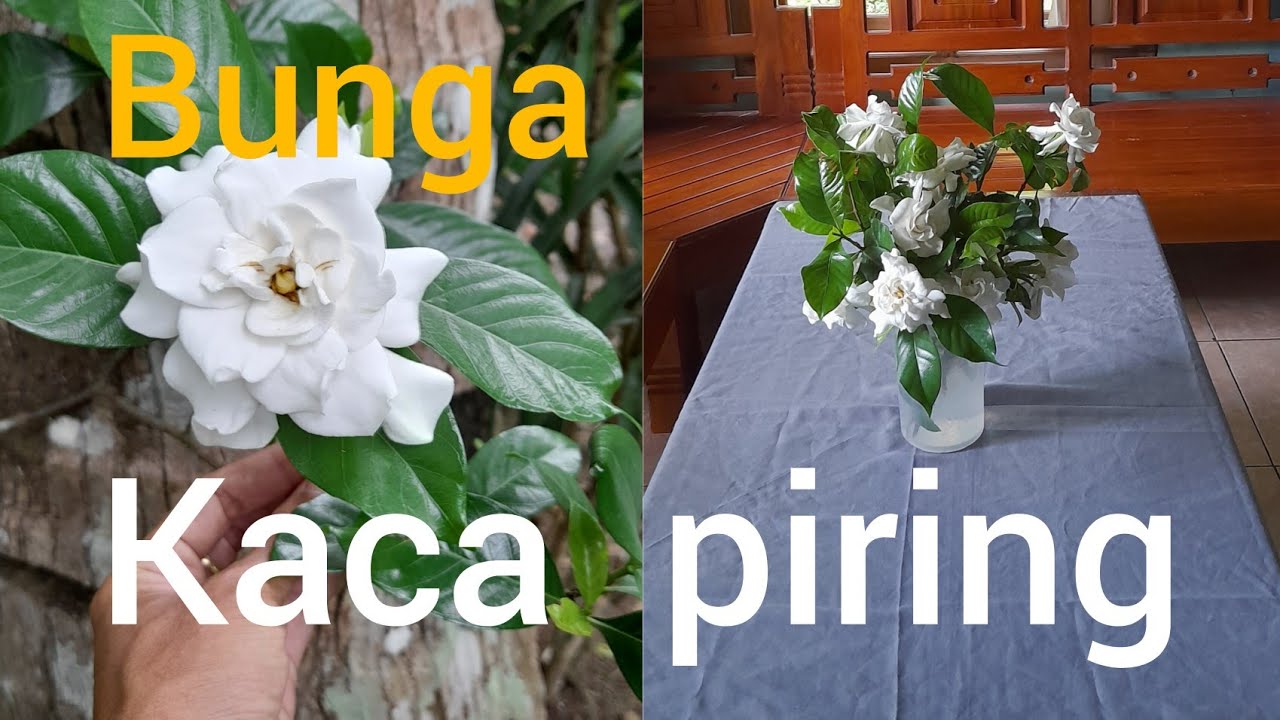 bunga kaca piring || putih bersih dan wangi. di #desa - YouTube