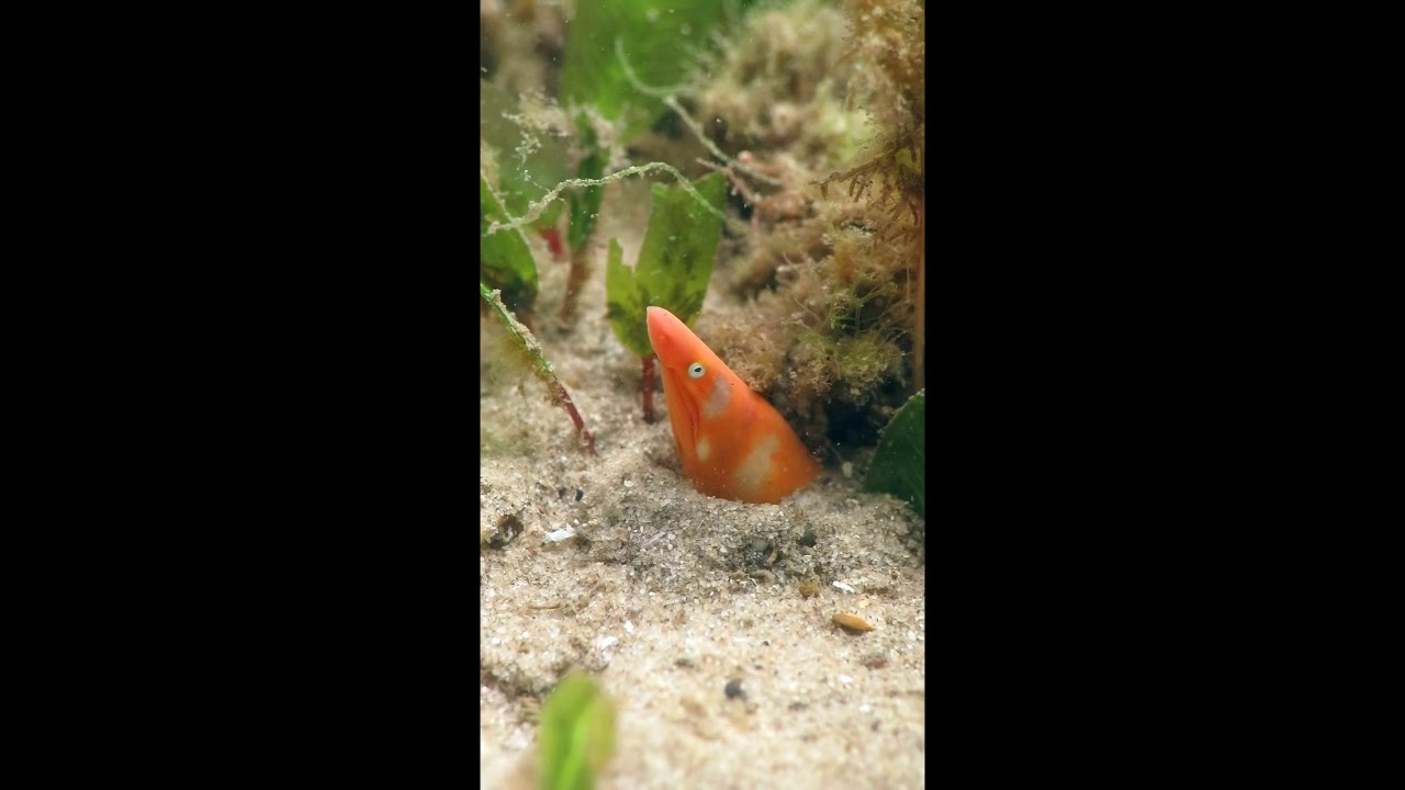 Sharpnose Snake Eel - YouTube