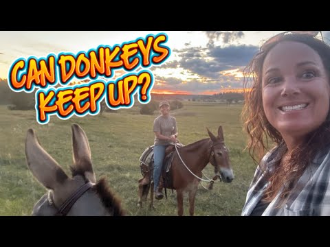 Riding Your Donkey: Keep Up Without Stress—Mindset Tips for Trail Rides
