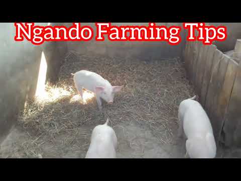 DORE UKO INGURUBE ZICUTSE UGOMBA KUZITAHO #farmer #pigfarmer #pork 