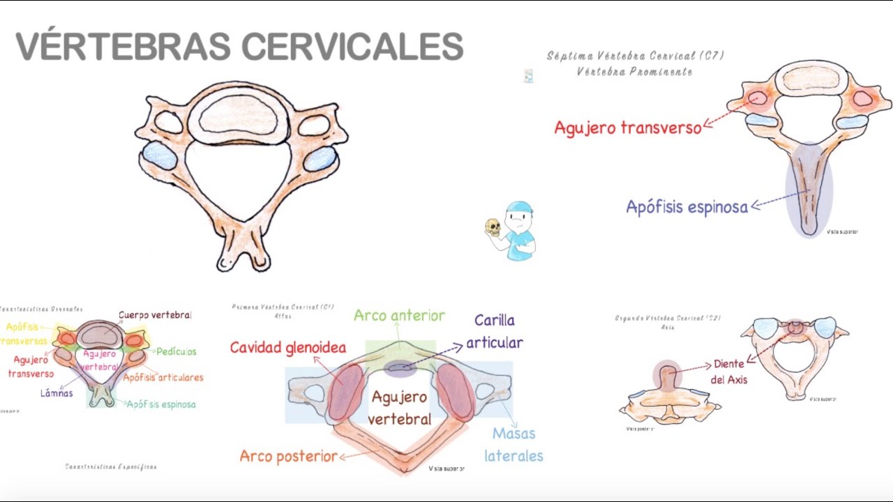 Anatomía De Las Vértebras Cervicales Vértebras Cervicales: