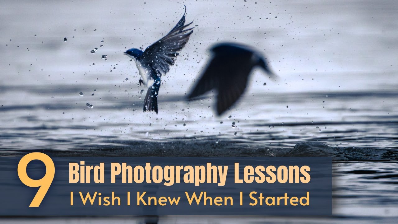 What I've Learned from One Year of Bird Photography - YouTube
