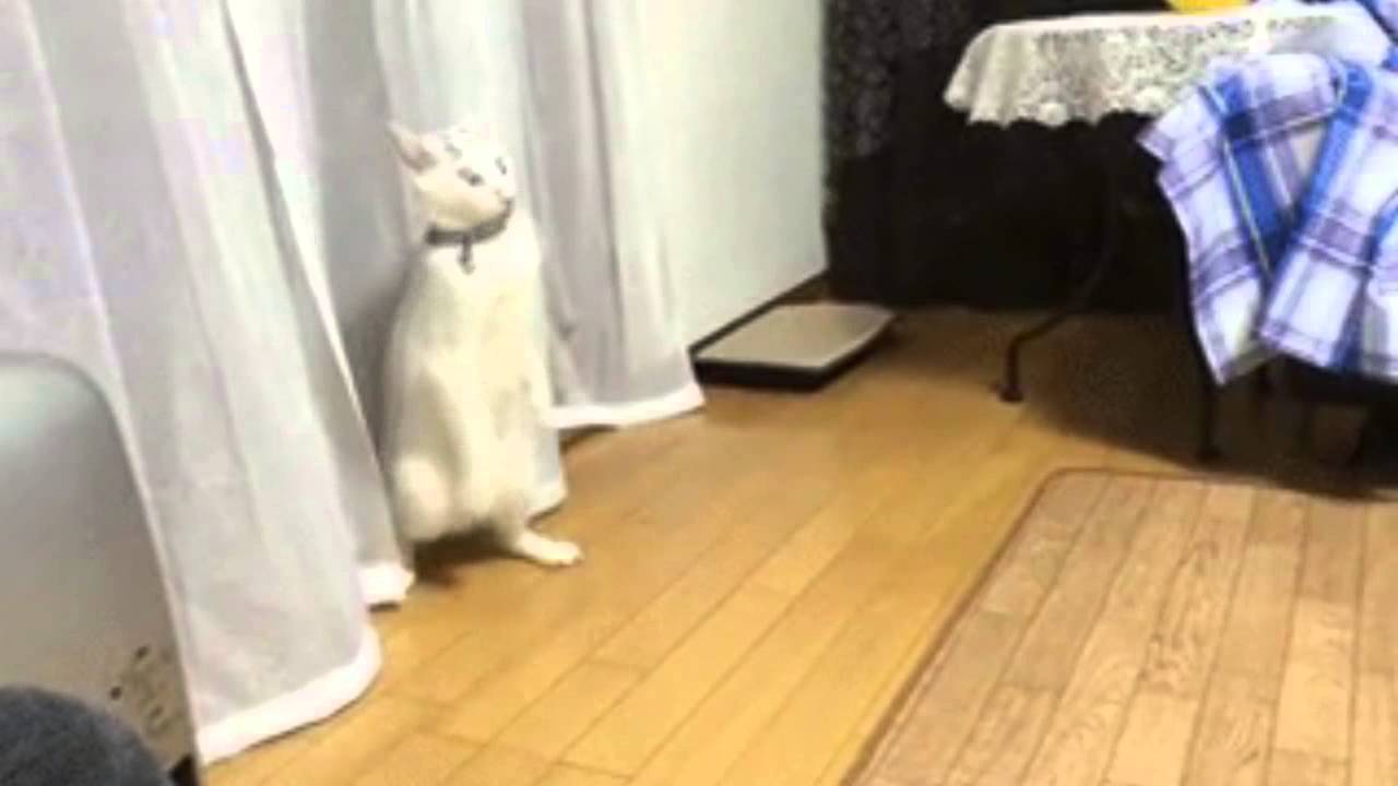 Pacific Cat/Rim - YouTube