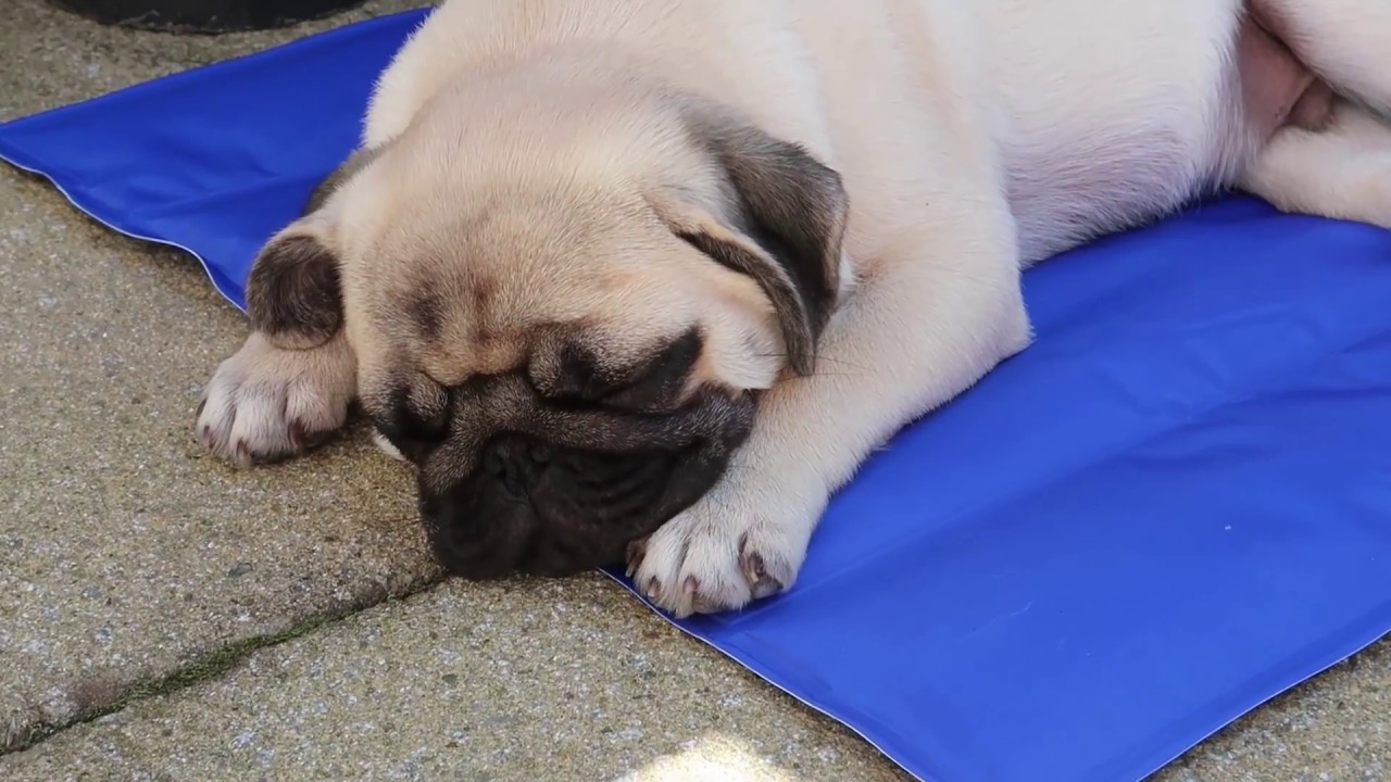 Pug puppy loves his chill pad! - YouTube