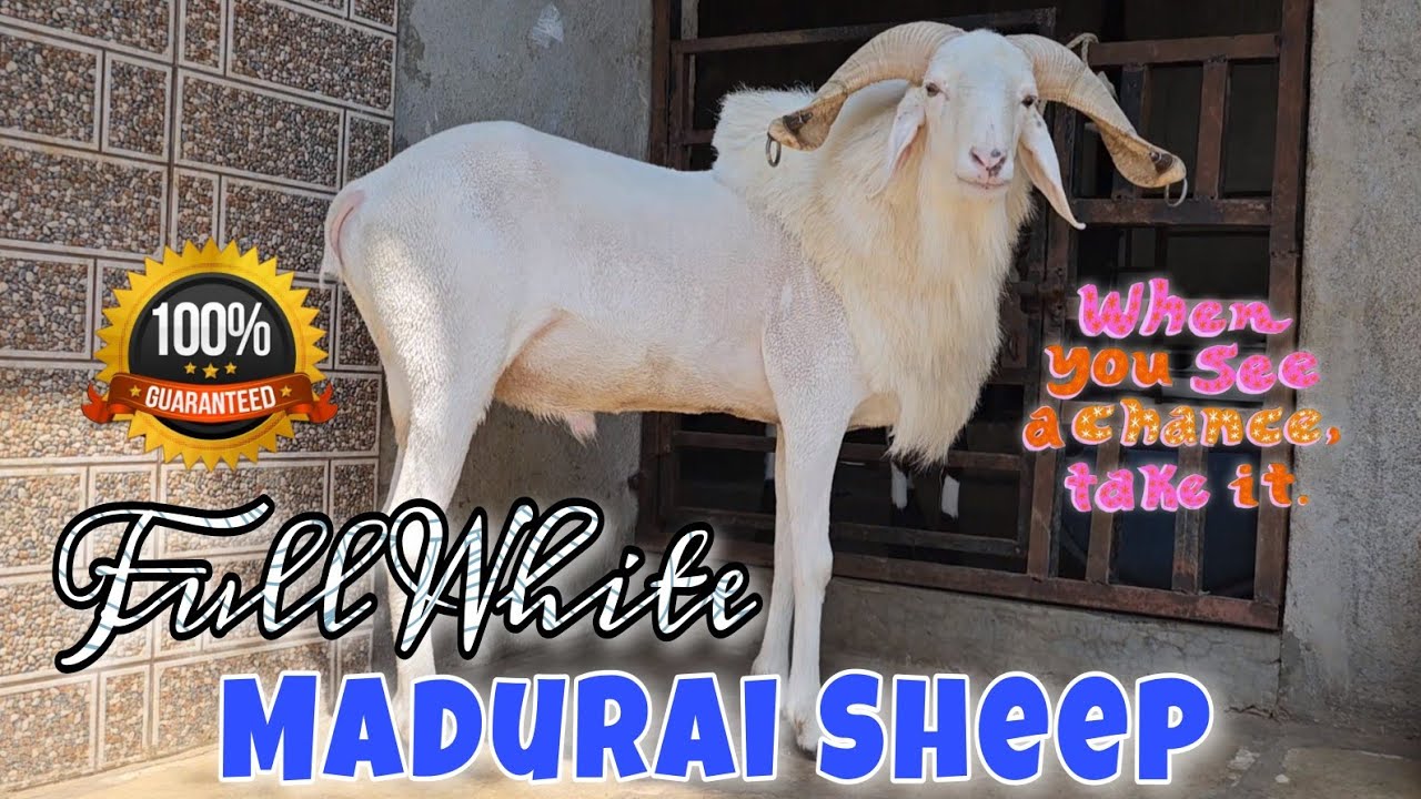 Full White 4 Teeth Madurai Sheep Available In Hyderabad | Big Size ...