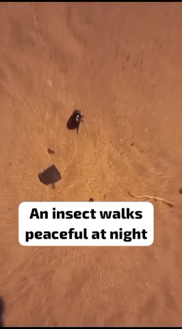 An insect walks peaceful at night. - YouTube