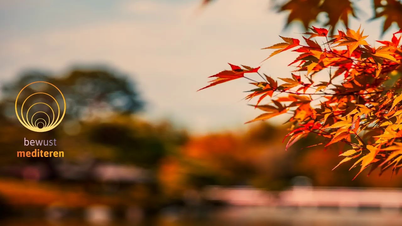 Alain Claes Live Stream - YouTube