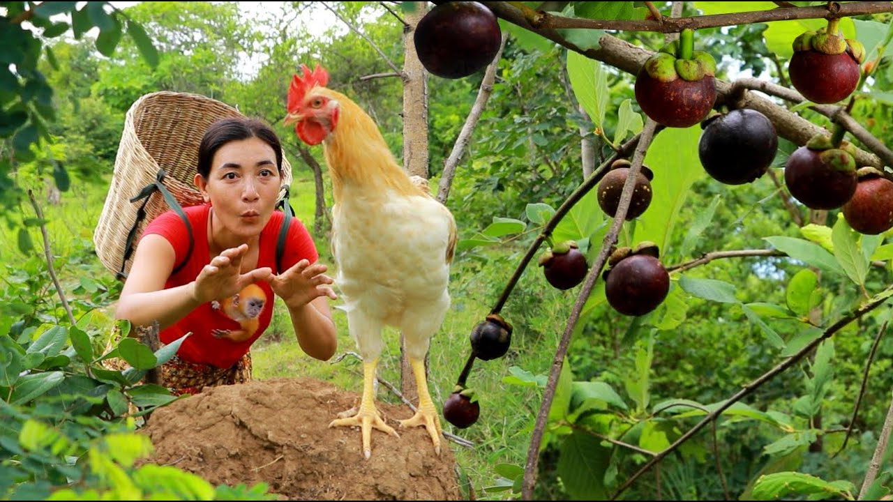 Survival skills- Catch chicken in forest for food- Cooking chicken for ...