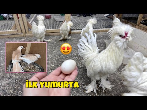 🐓 Sultan Tavuklarımızdan İlk Yumurta 🥚 Kumru Yavrular Büyüdü 🐦 Hayırlı Ramazanlar 🕋❤️