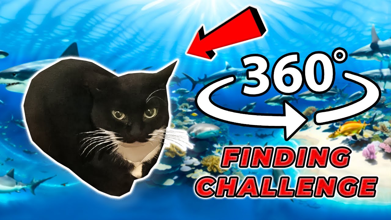 360° Maxwell Cat - FIND MAXWELL CAT VR 360 Video 🪩🔎🐈‍⬛ - YouTube
