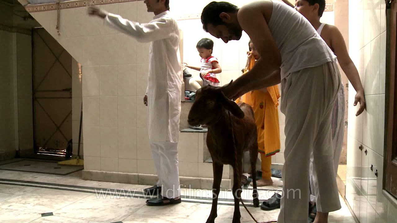 Knot tied so tightly around goat's neck: getting ready for Eid-al-Adha ...