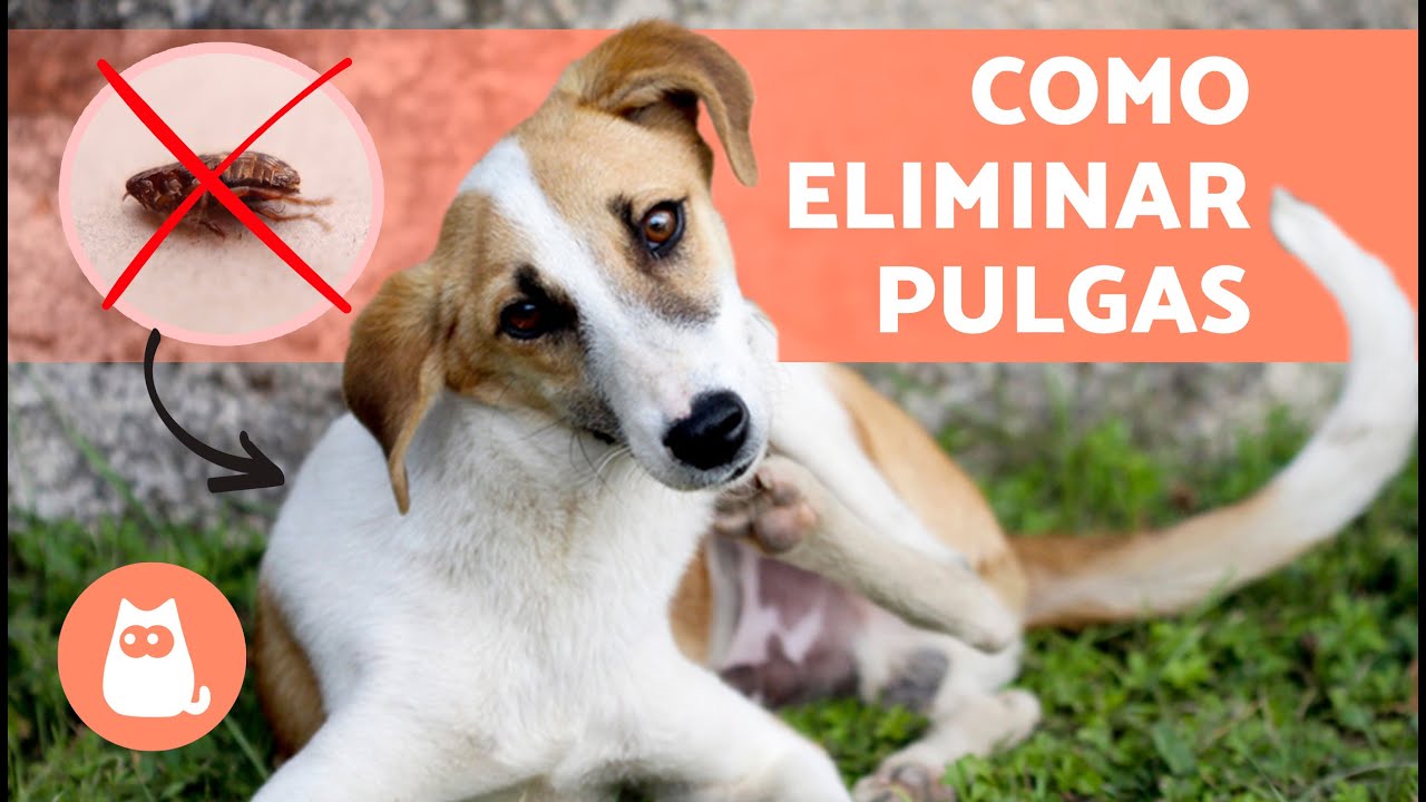 Como ELIMINAR PULGAS em CÃES 🐶🕷️ | 7 métodos eficazes - YouTube