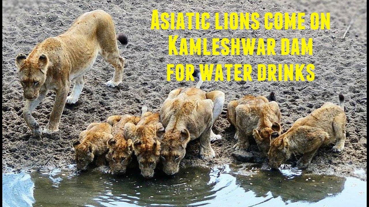 Asiatic lions come to Kamleshwar dam to drink water | Amazing video ...