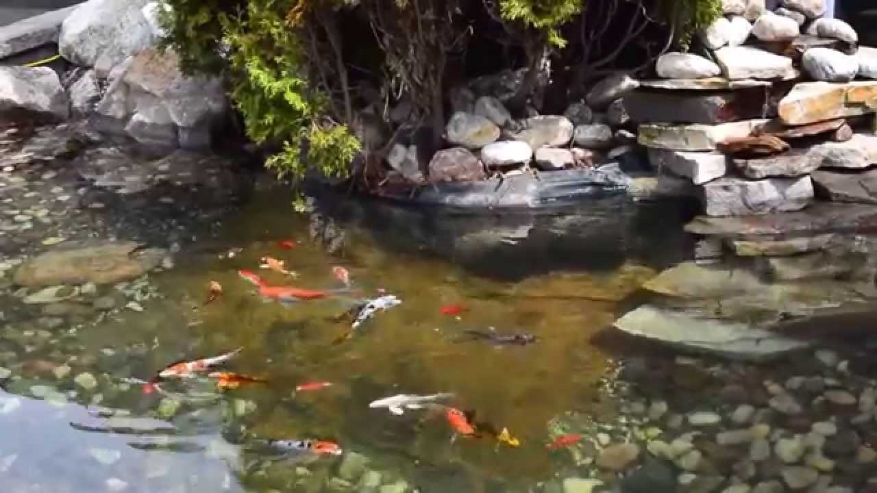 Pond - Koi changing colors - Better colors in cold climate - YouTube