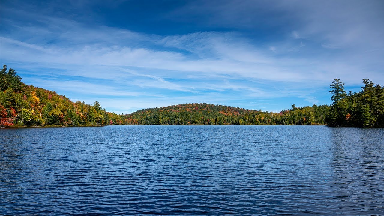 Common Loon: Vocalizations – Wail - YouTube