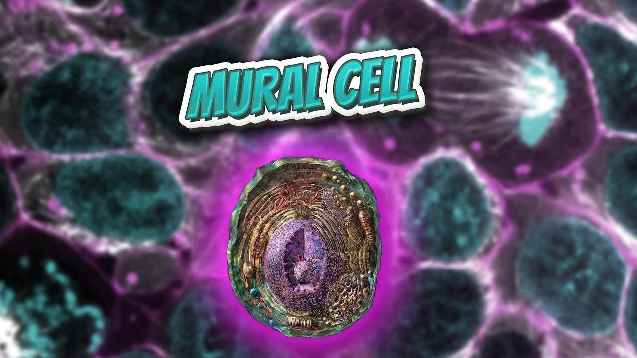 Mural cell (Everything Human Cells) 💬👁️🕺🔎 - YouTube