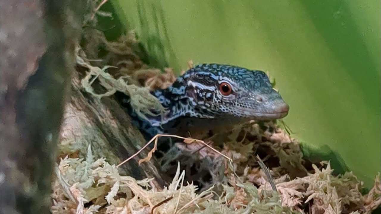 We Purchased TWO blue tree monitors. We only received ONE. - YouTube