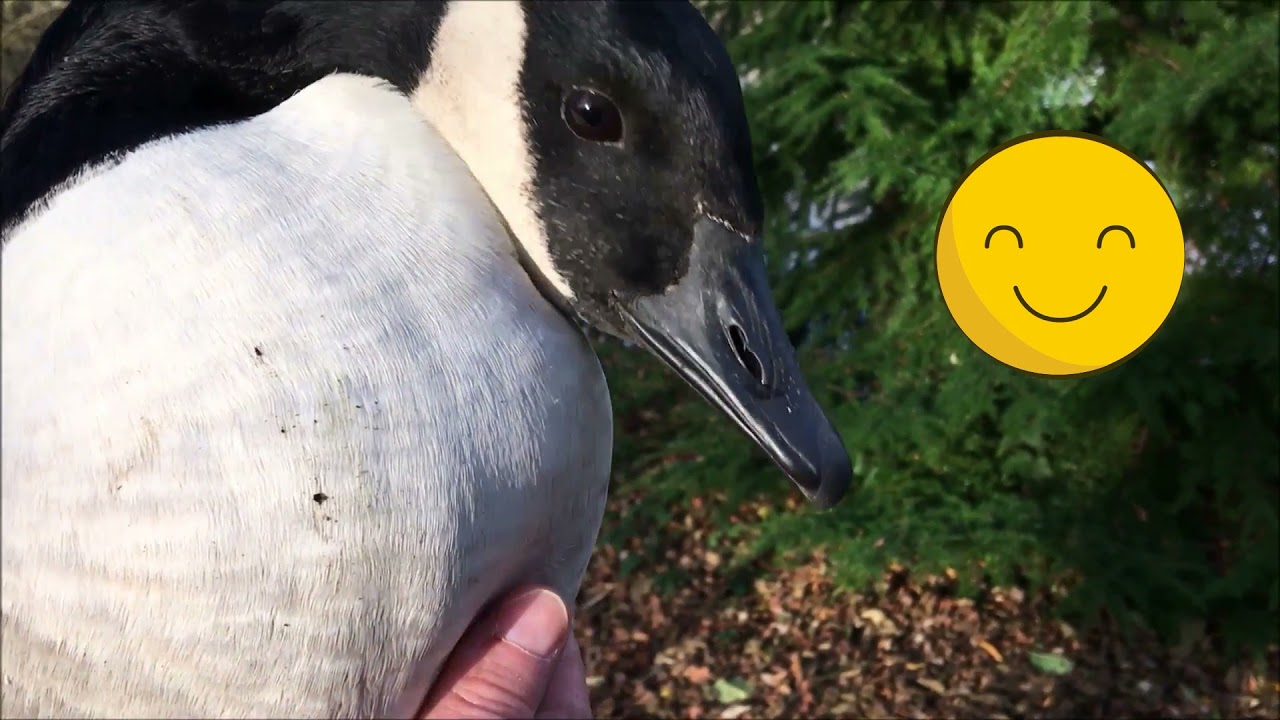 The way to a Goose's heart. Cuddles and a good meal. - YouTube