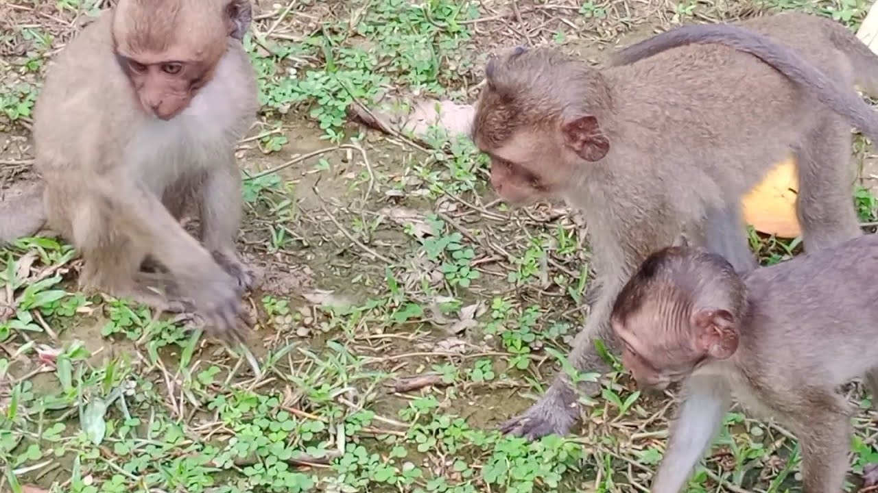 Three baby monkeys are catching Frog. 🐸🐸🐸😂😂 - YouTube