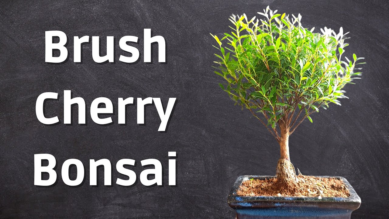 Eugenia Myrtifolia Bonsai