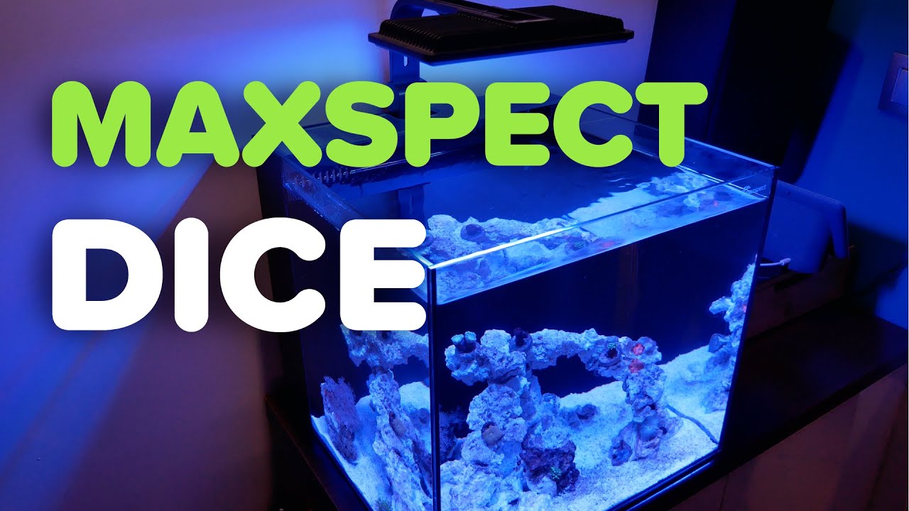 Maxspect Dice - YouTube