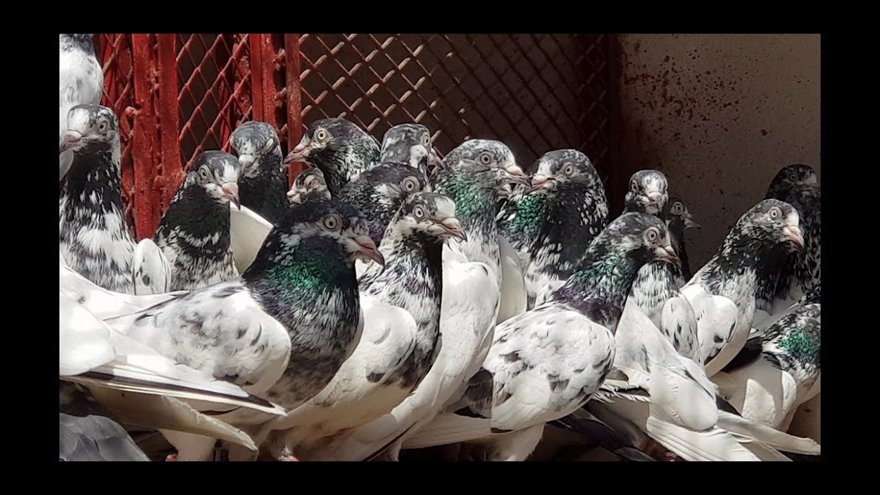 Teddy kabootar for sale in Lahore Babu Jutt (0313-4544506) - YouTube