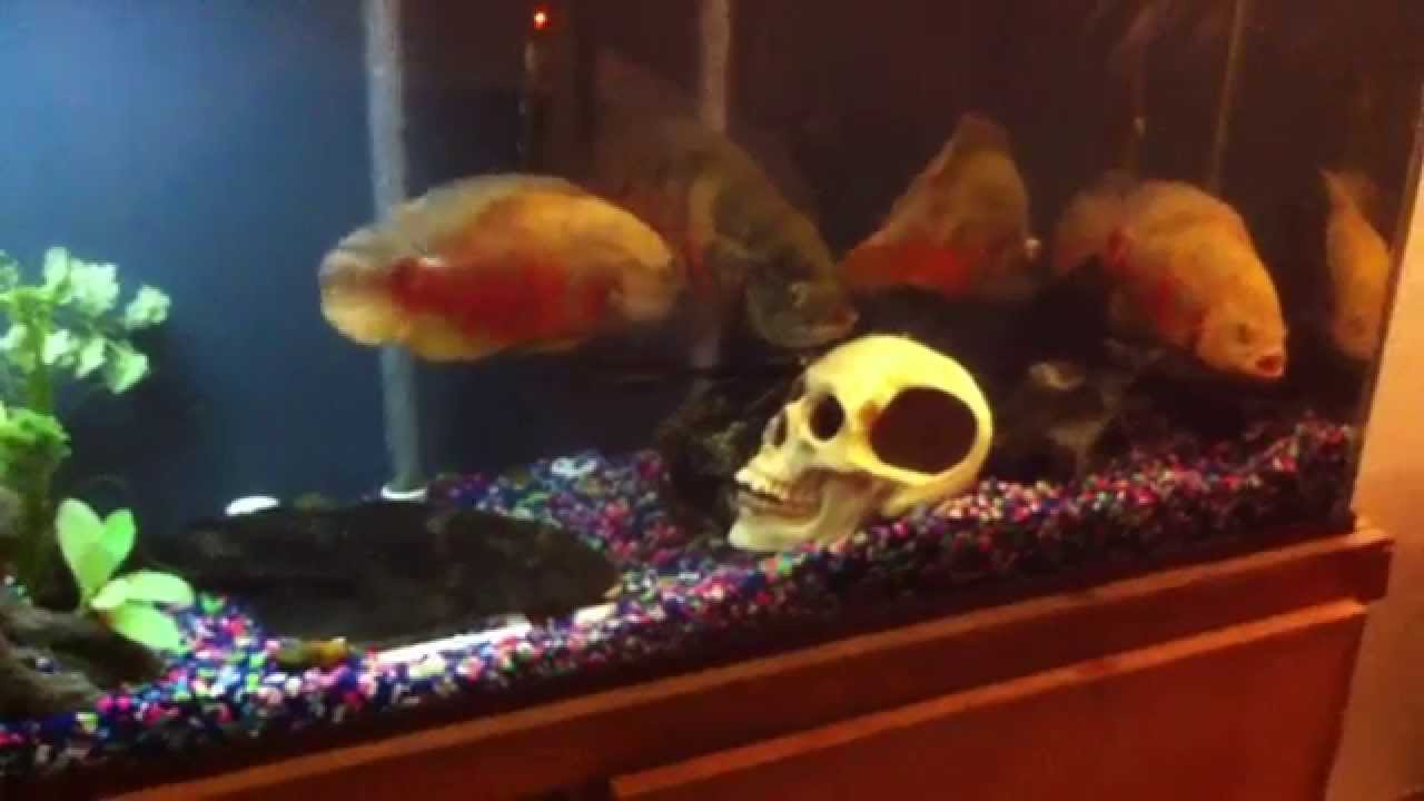 Aquarium Stand Near Disaster - YouTube